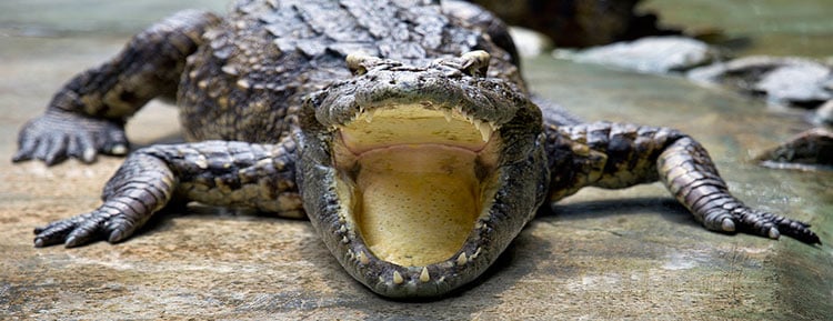 First-Time Founders with Alligator Arms